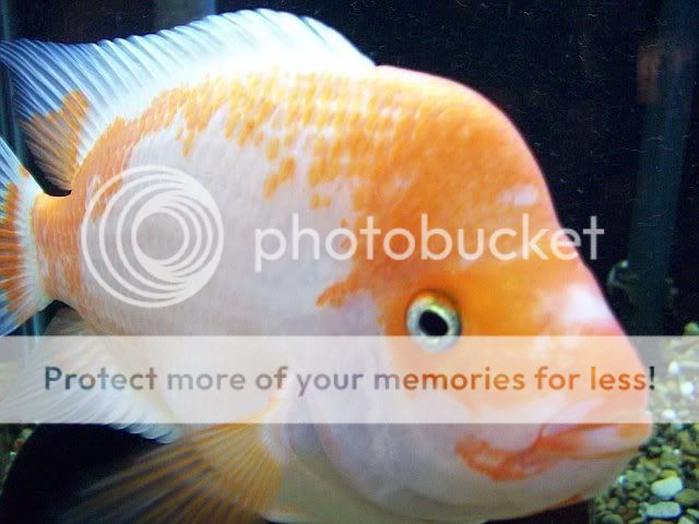 New Pics of my 10" male Red Devil | Cichlid Fish Forum