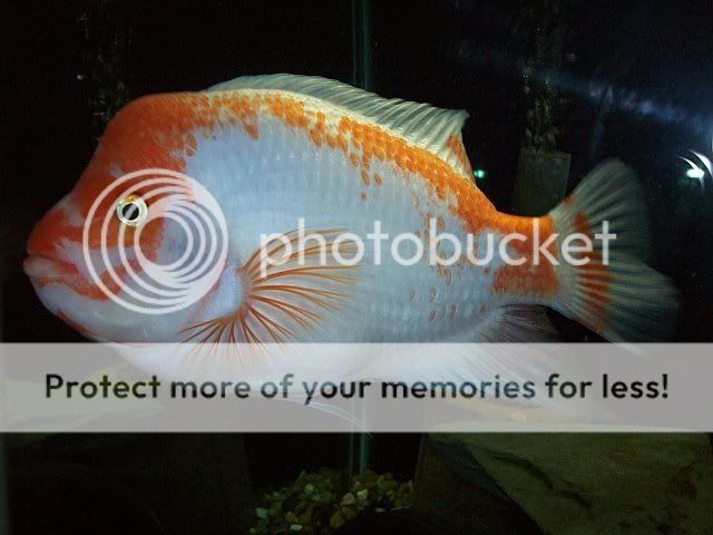 New Pics of my 10" male Red Devil | Cichlid Fish Forum