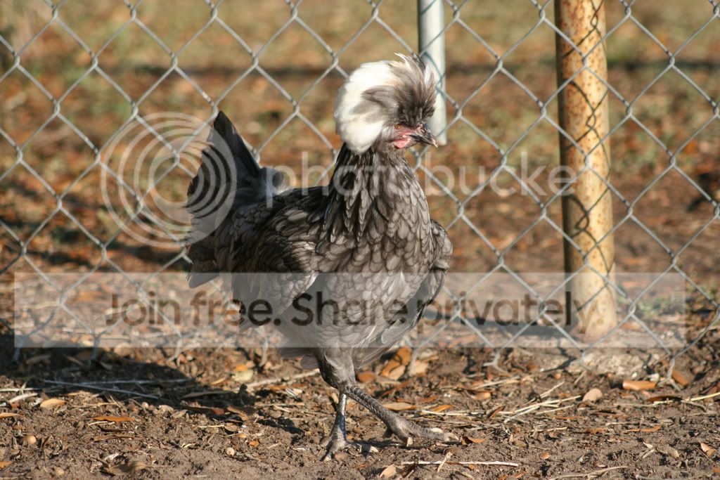 Large Fowl White Crested Black Polish (MD) Shipping Included | BackYard ...