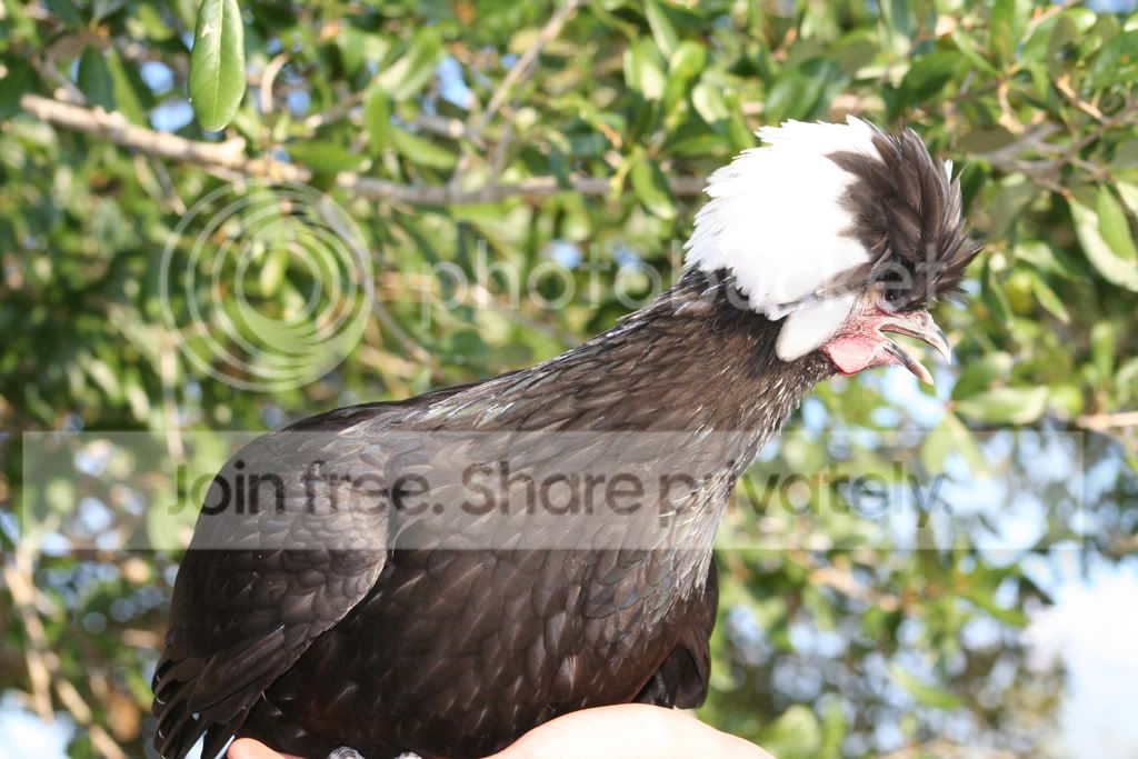 Large Fowl White Crested Black Polish (MD) Shipping Included | BackYard ...