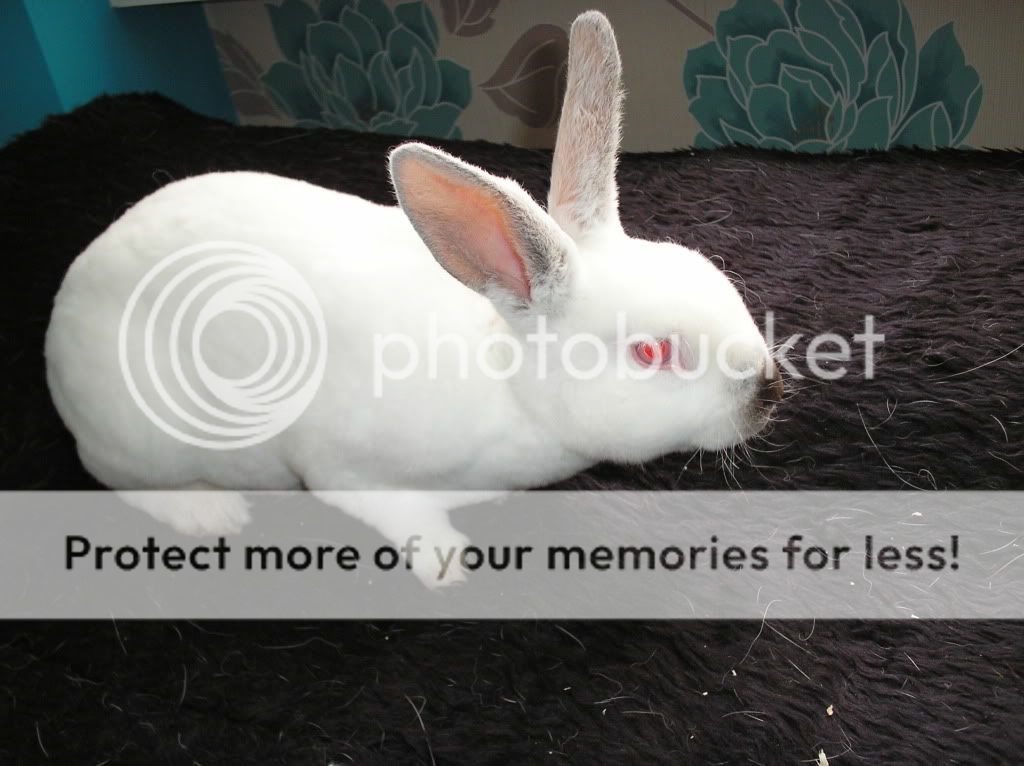 NW England - Cute Baby Himi Choc Point Mini Rex Rabbit For Sale ...